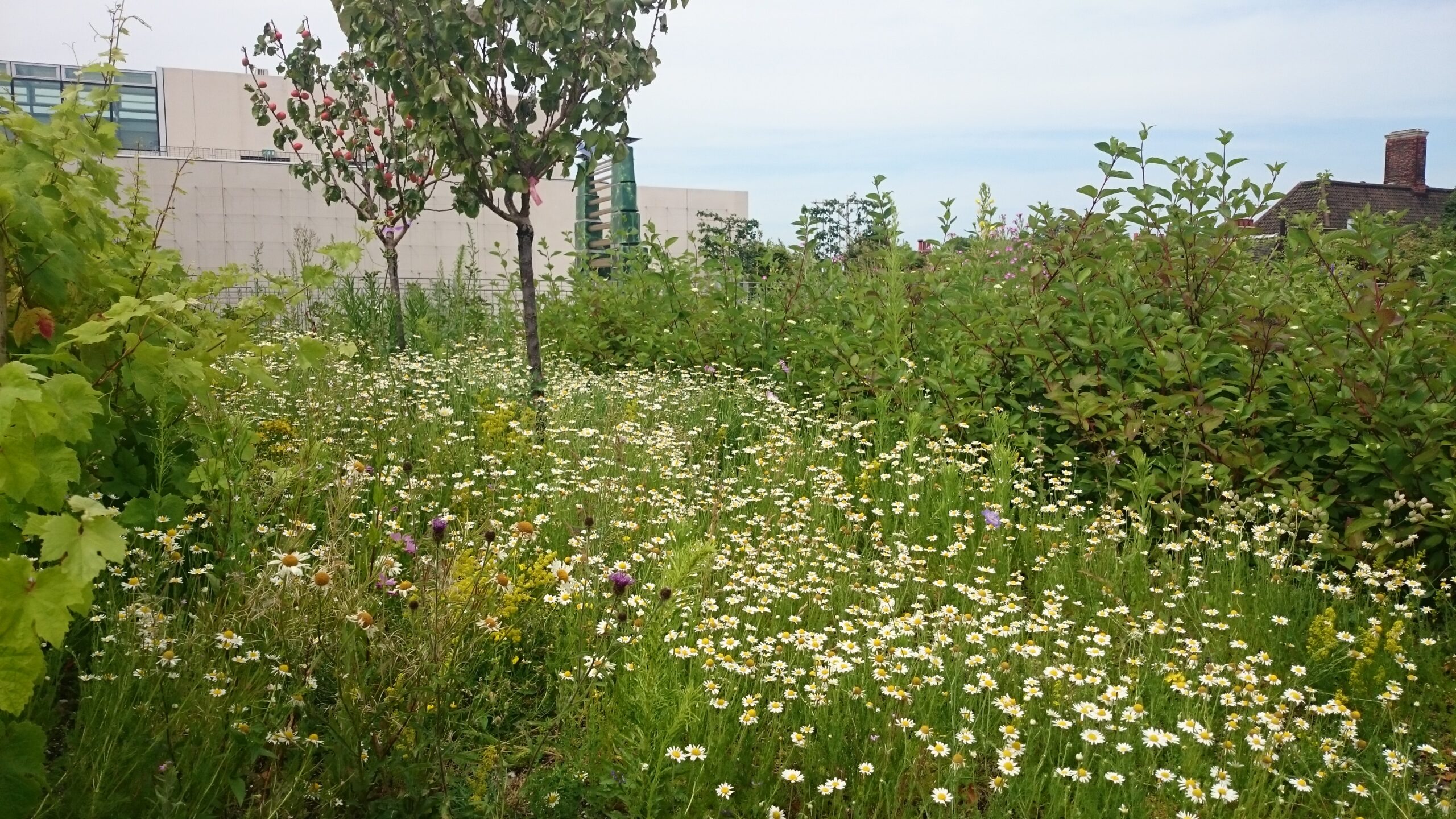 Research on carbon stocks of urban shrubs supports the development of ...